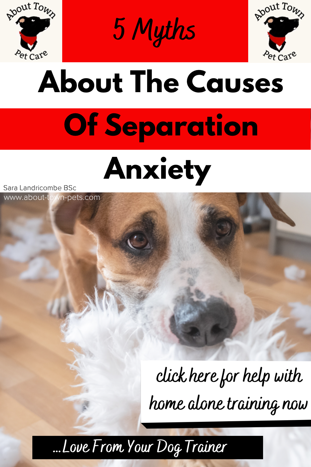 5 Myths About Separation Anxiety In Dogs – About Town Pets