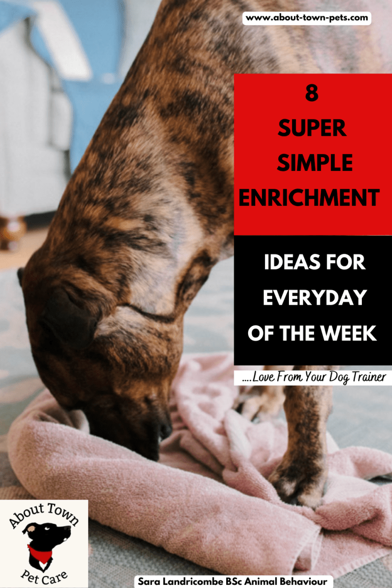 8 Super Simple Enrichment Ideas You Can Use Everyday Of The Week ...
