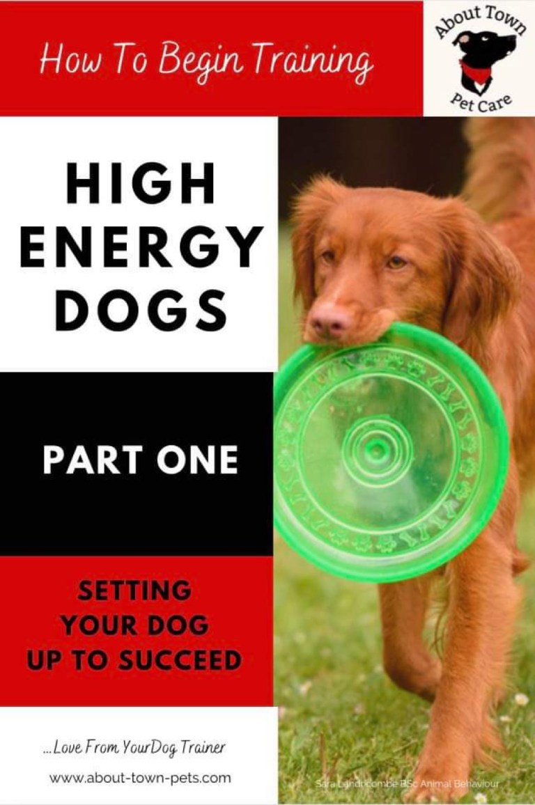 Training High Energy Dogs – About Town Pets