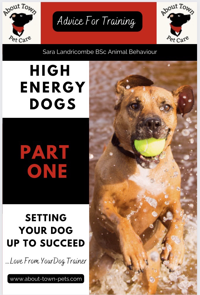 Training High Energy Dogs – About Town Pets