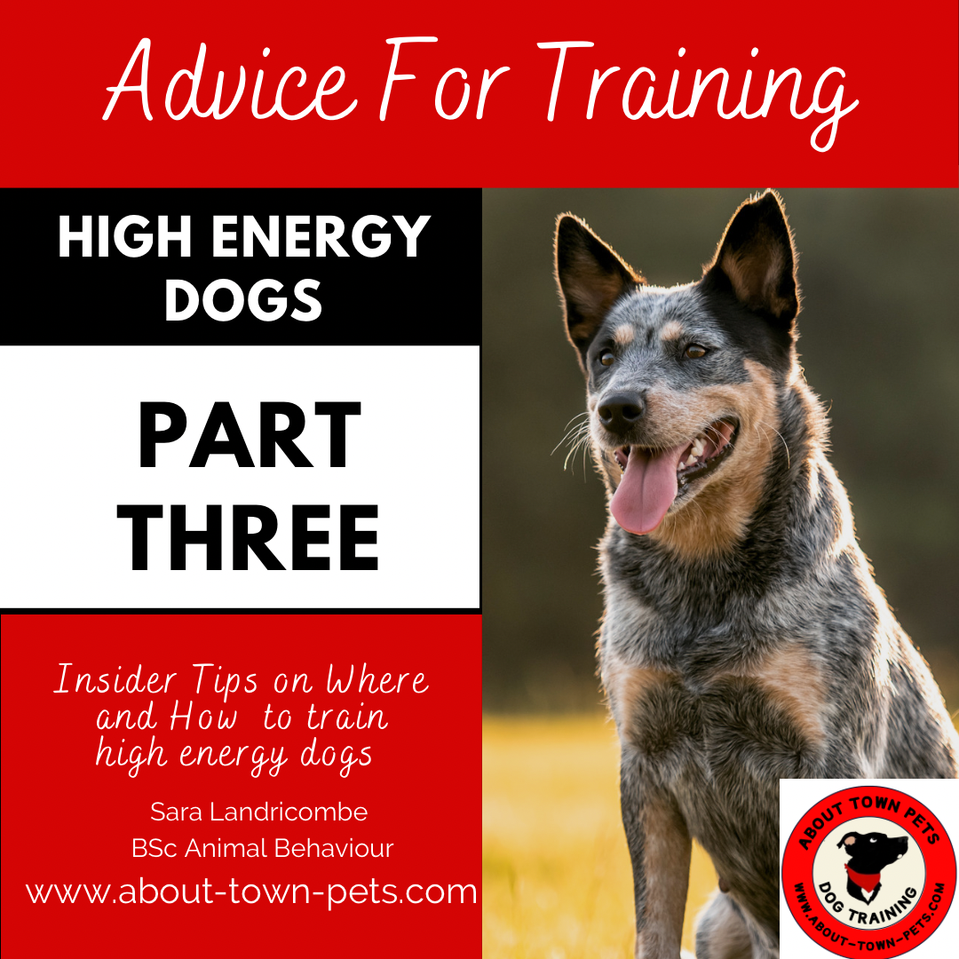 How To Train High Energy Dogs – About Town Pets