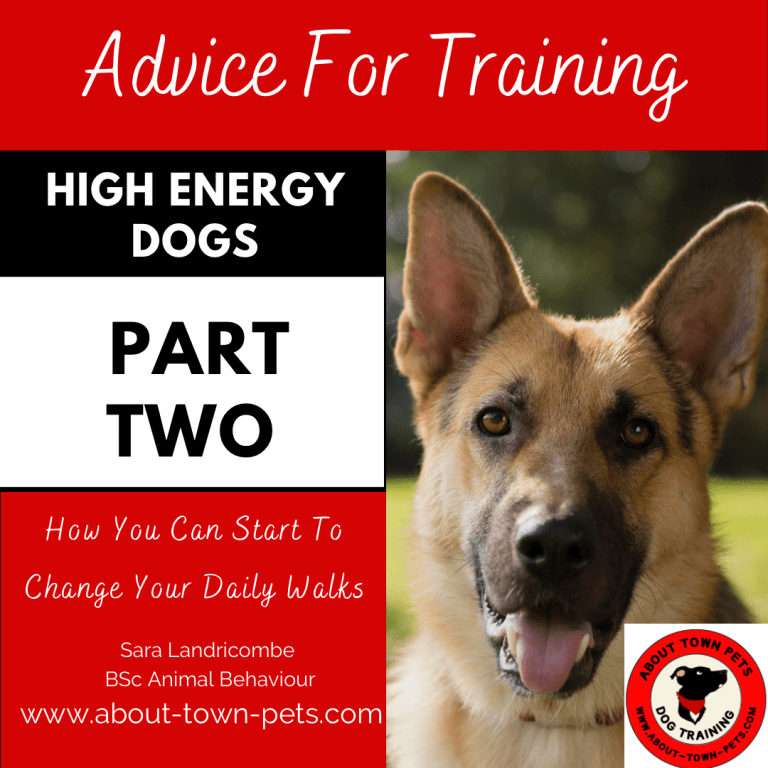 Training & Behaviour Blog – About Town Pets