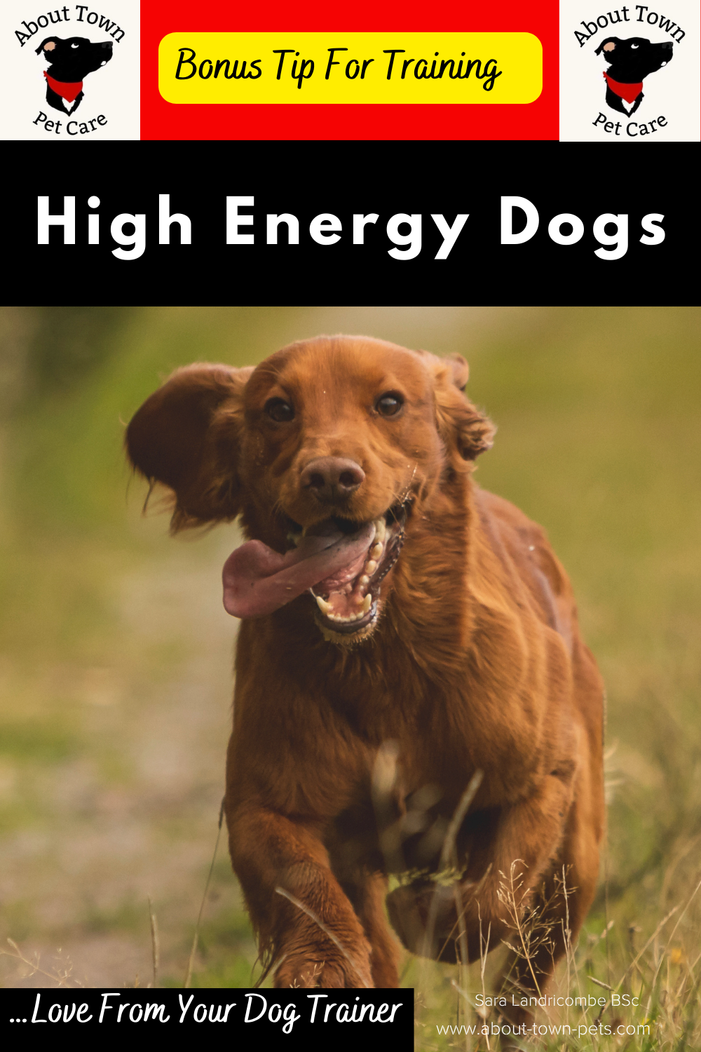 How To Train High Energy Dogs – About Town Pets
